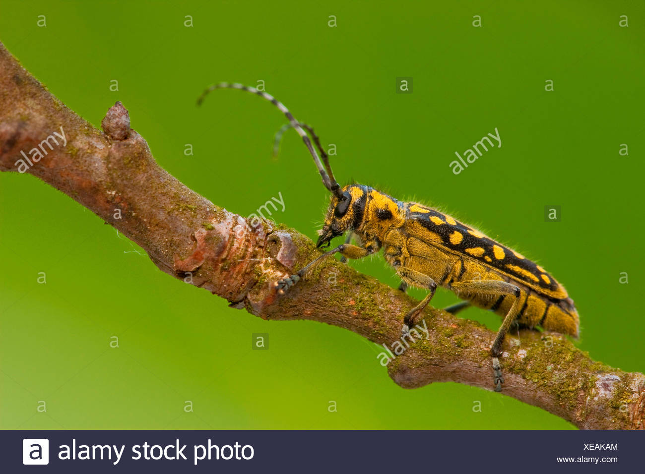 Long Horn Beetle High Resolution Stock Photography and Images - Alamy