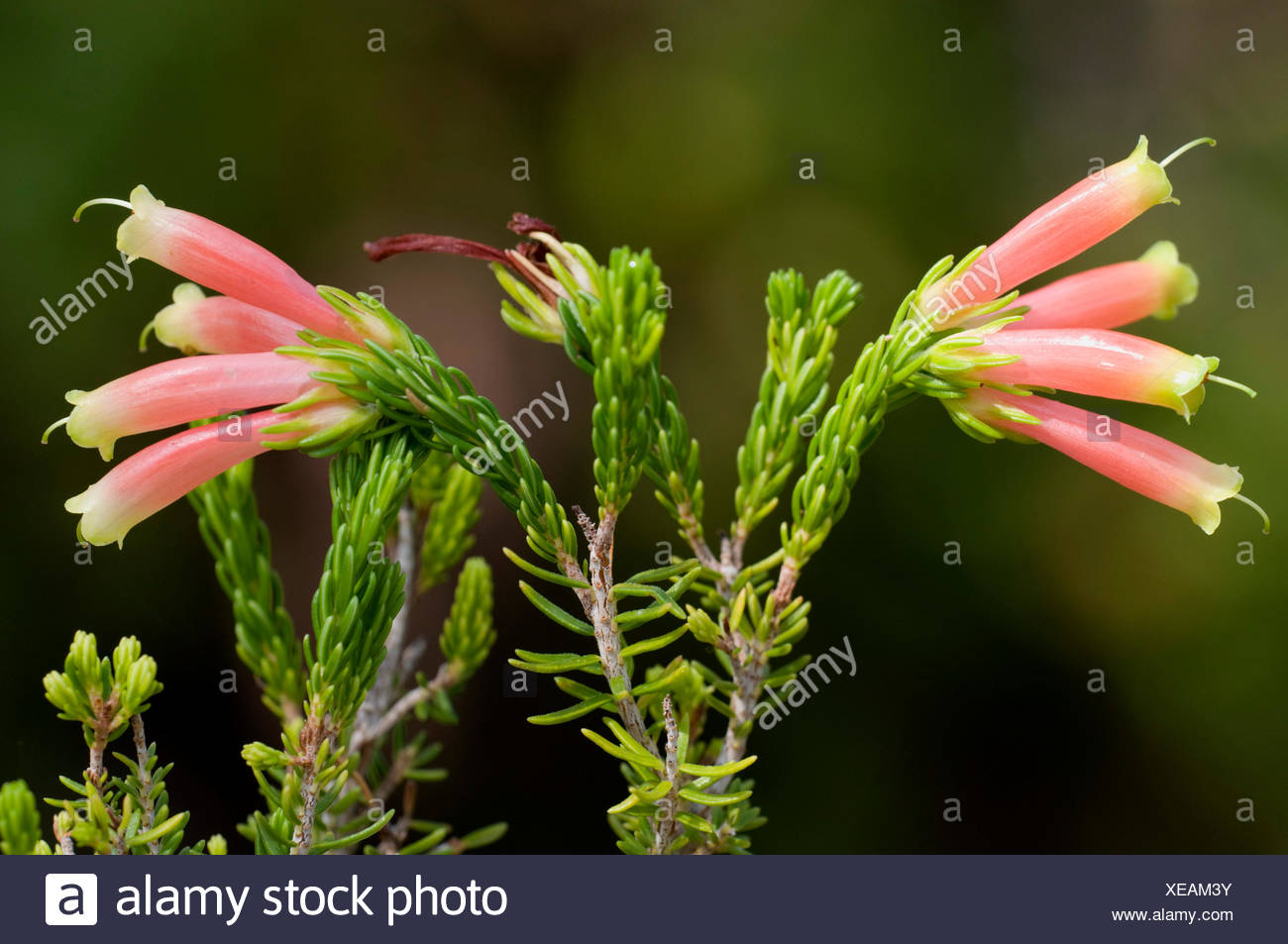 Erica Versicolor High Resolution Stock Photography and Images - Alamy