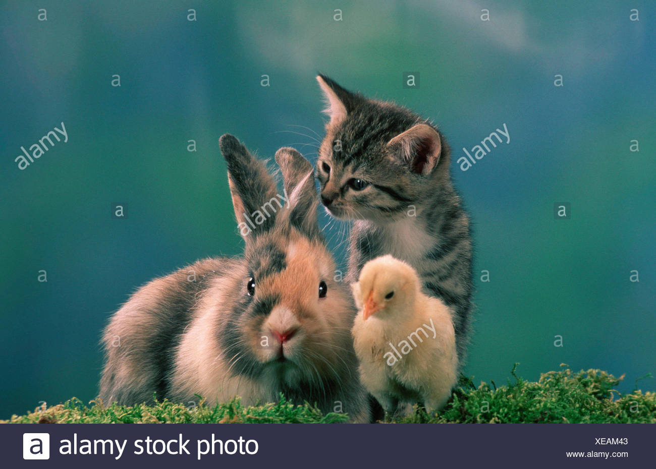Chick And Kitten High Resolution Stock Photography and Images - Alamy