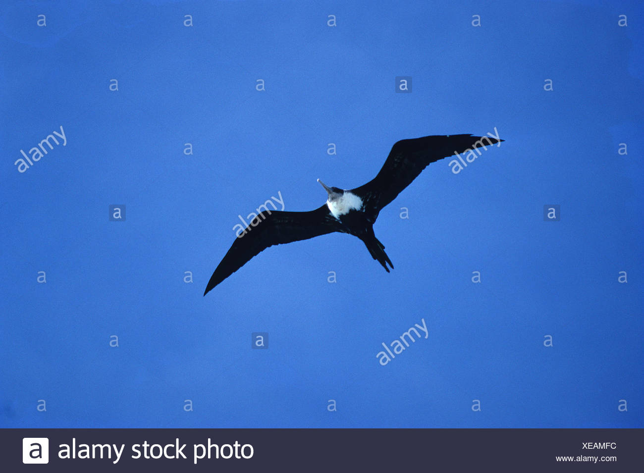 Iwa Bird High Resolution Stock Photography and Images - Alamy