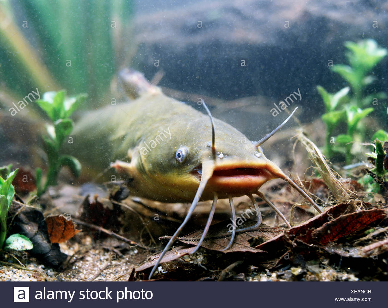 Catfish France High Resolution Stock Photography and Images - Alamy