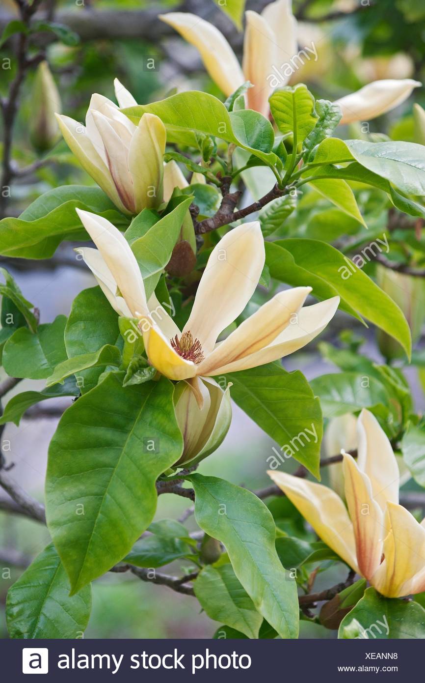 Hattie Carthan Magnolia High Resolution Stock Photography and Images ...
