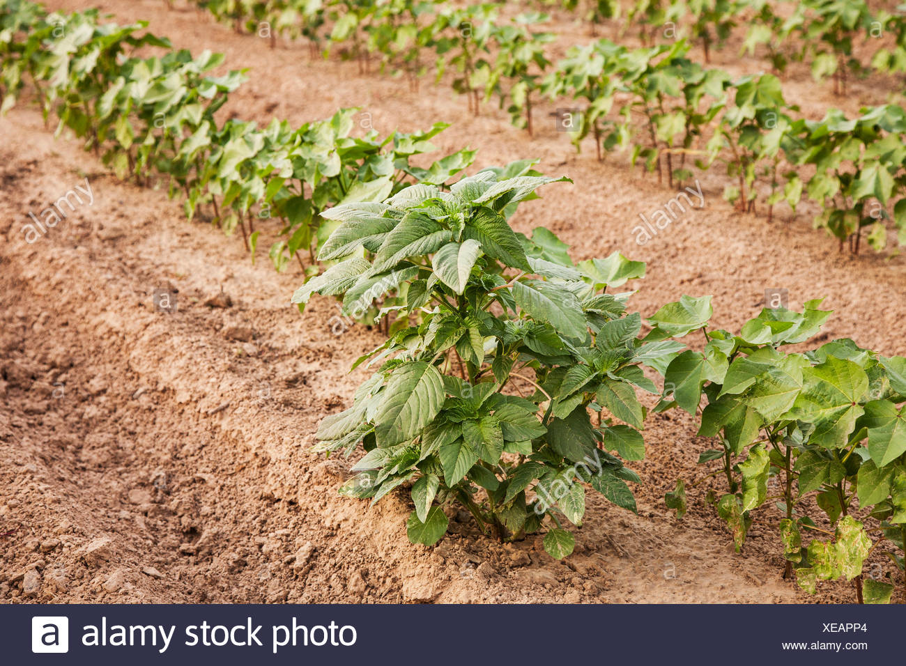 Thriving Species High Resolution Stock Photography and Images - Alamy