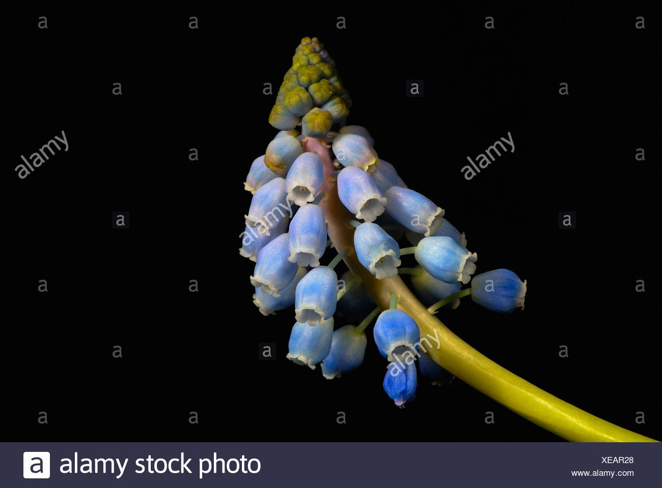 Hyacinthaceae High Resolution Stock Photography and Images - Alamy