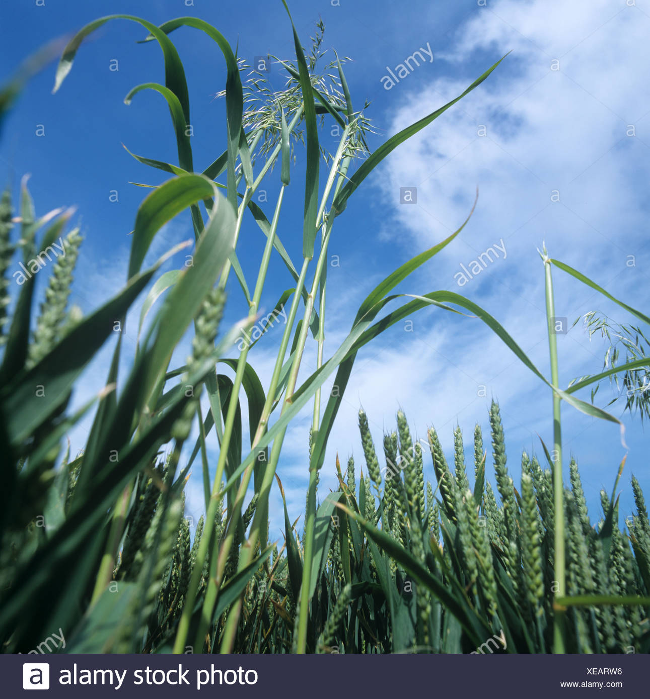 Blue Avena Grass High Resolution Stock Photography and Images - Alamy