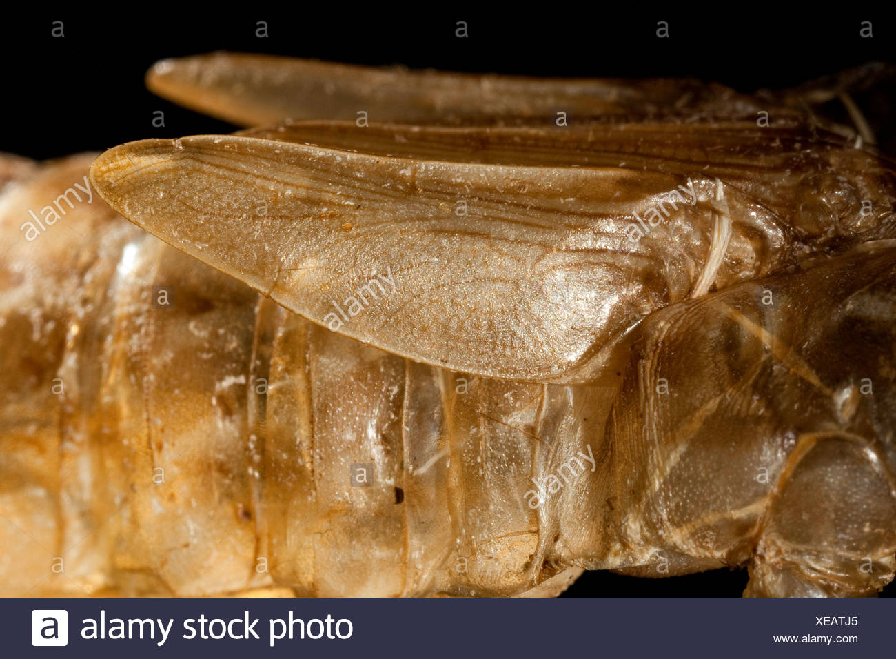 Emperor Dragonfly Larva High Resolution Stock Photography and Images ...