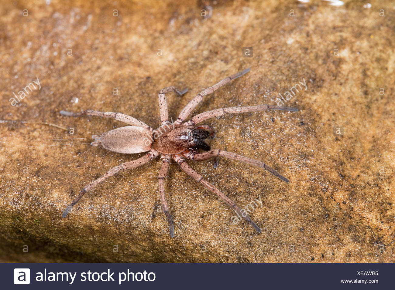 Drassodes High Resolution Stock Photography and Images - Alamy