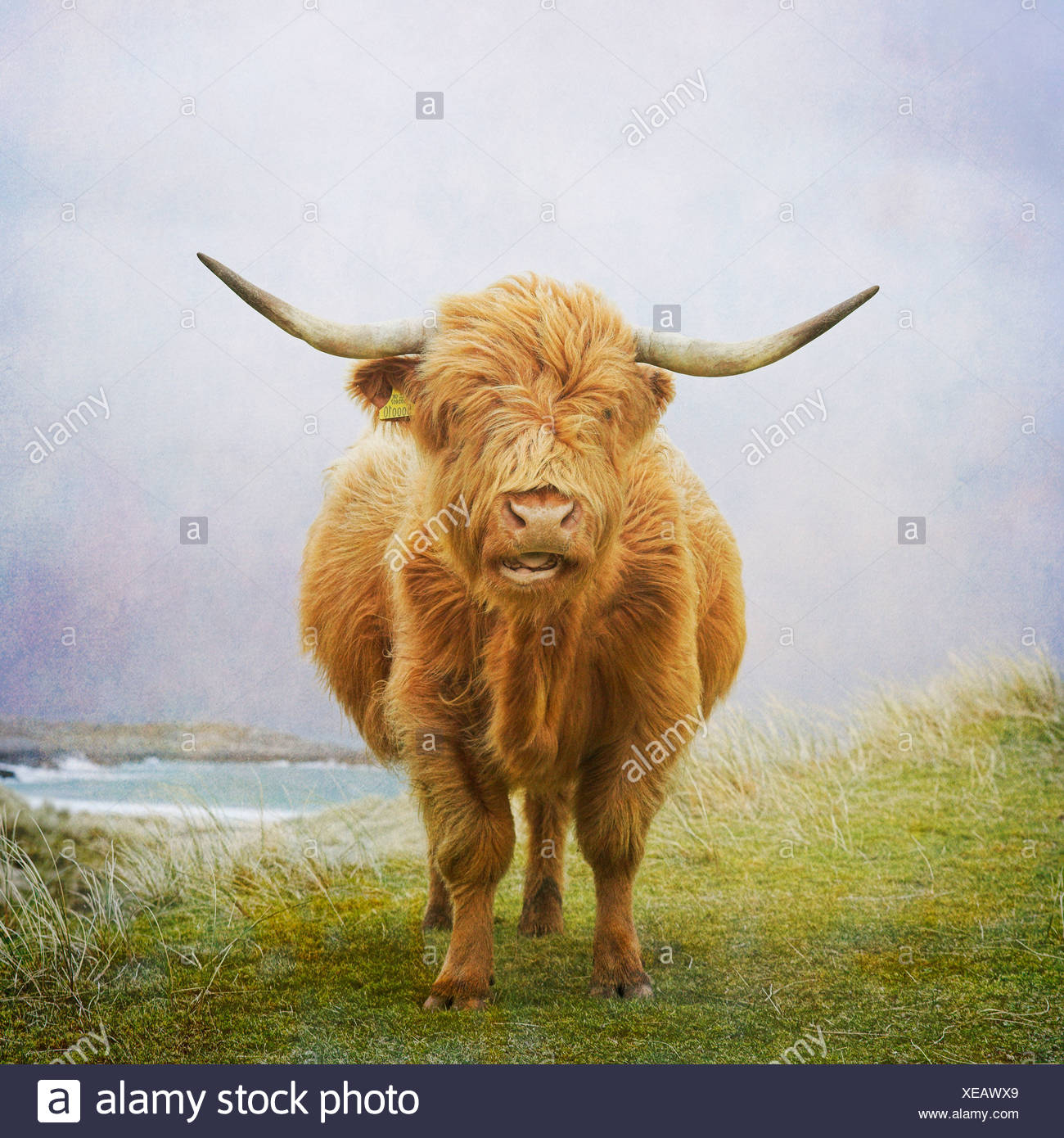 Bull Highland Cow High Resolution Stock Photography and Images - Alamy