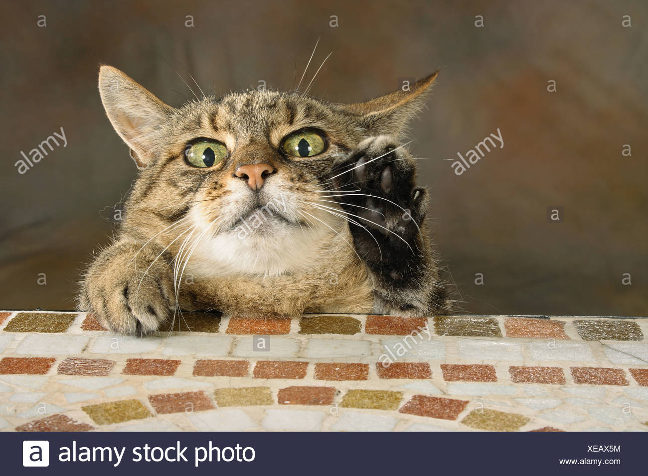 Forepaw Stock Photos & Forepaw Stock Images - Alamy