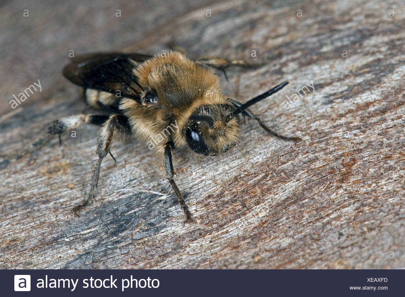Melecta Albifrons High Resolution Stock Photography and Images - Alamy