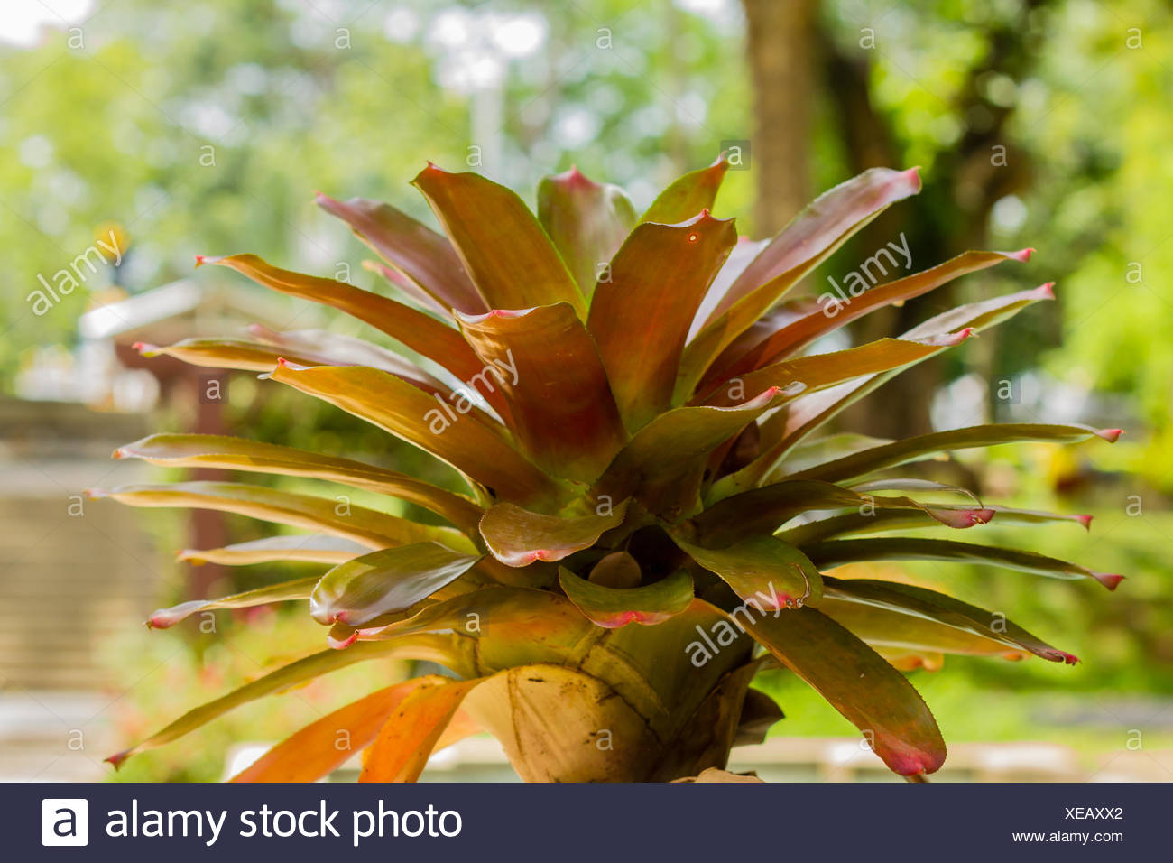 Aechmea Species Bromeliad High Resolution Stock Photography and Images ...