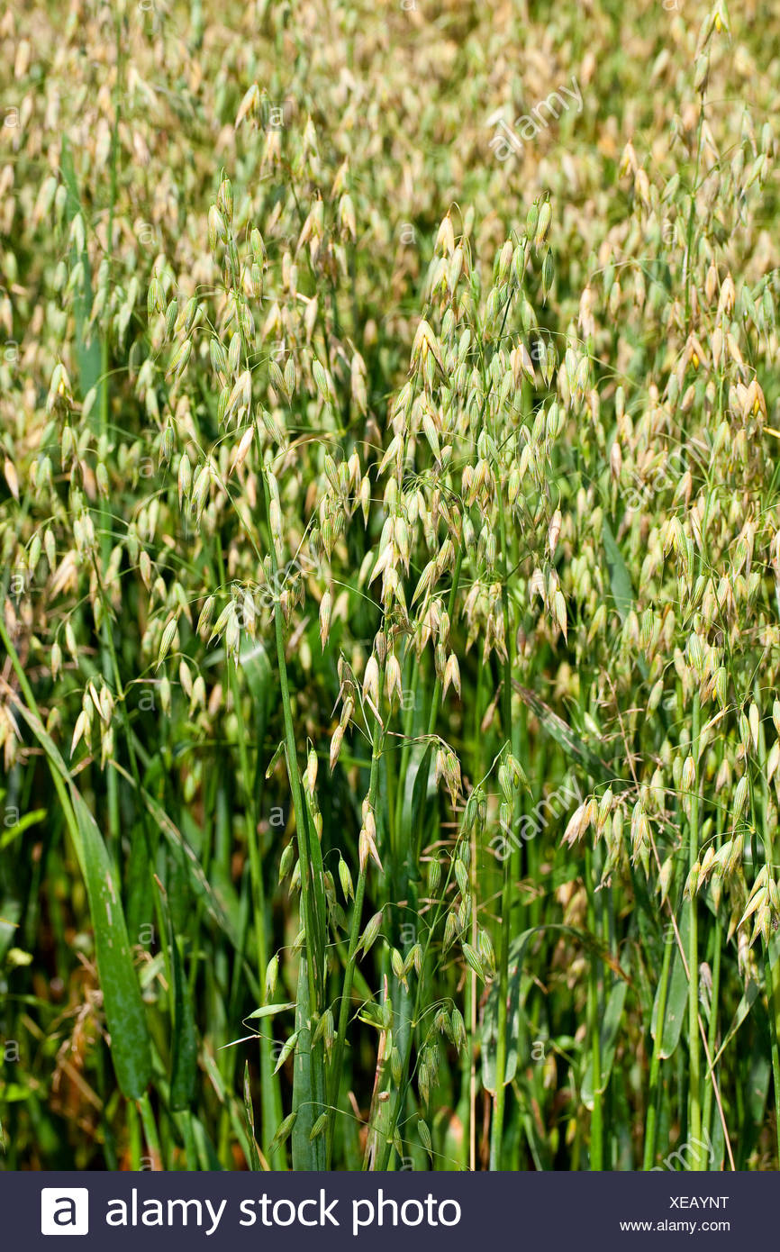 Oat Flower High Resolution Stock Photography and Images - Alamy