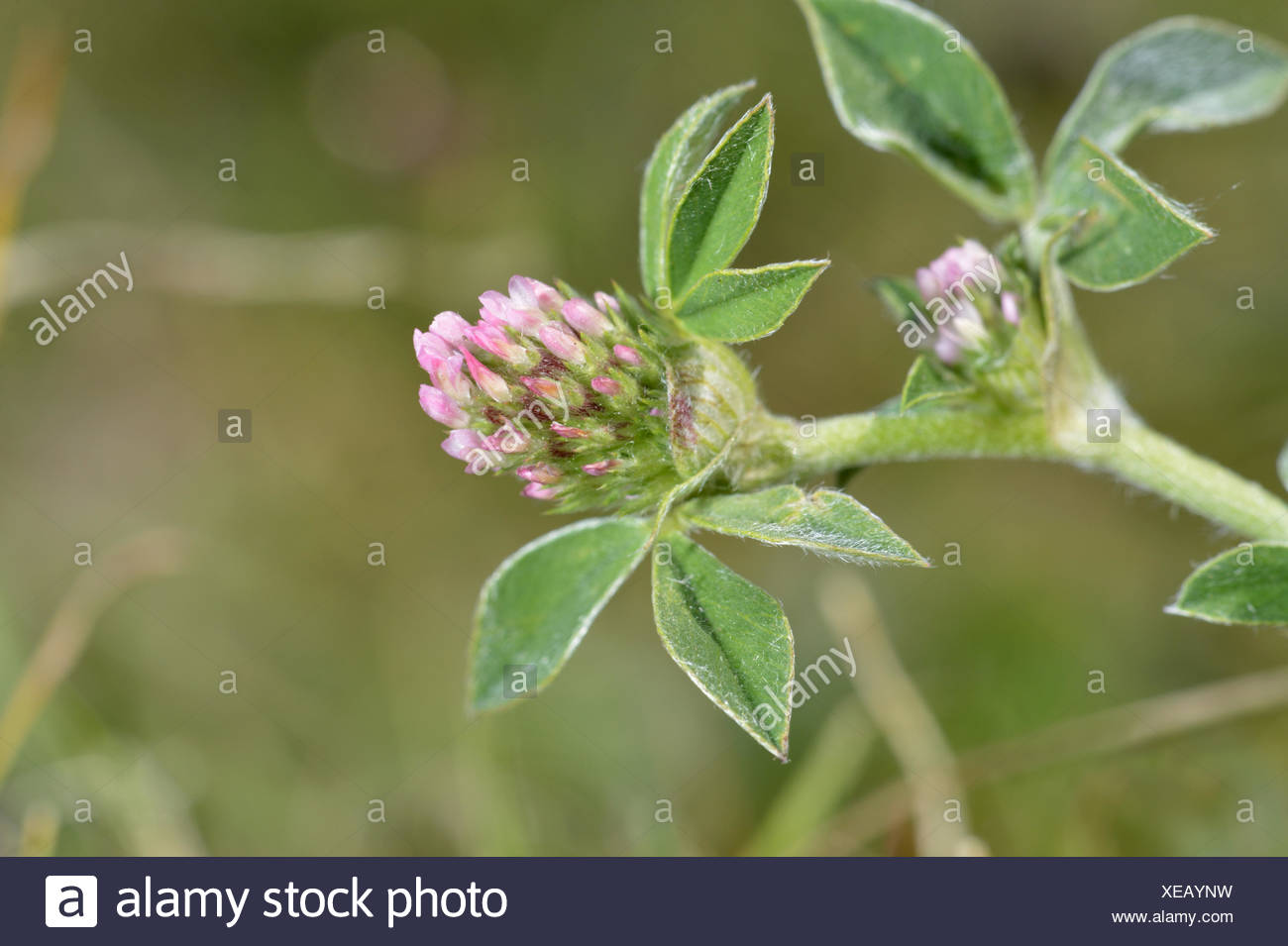 Hairy Clover High Resolution Stock Photography and Images - Alamy