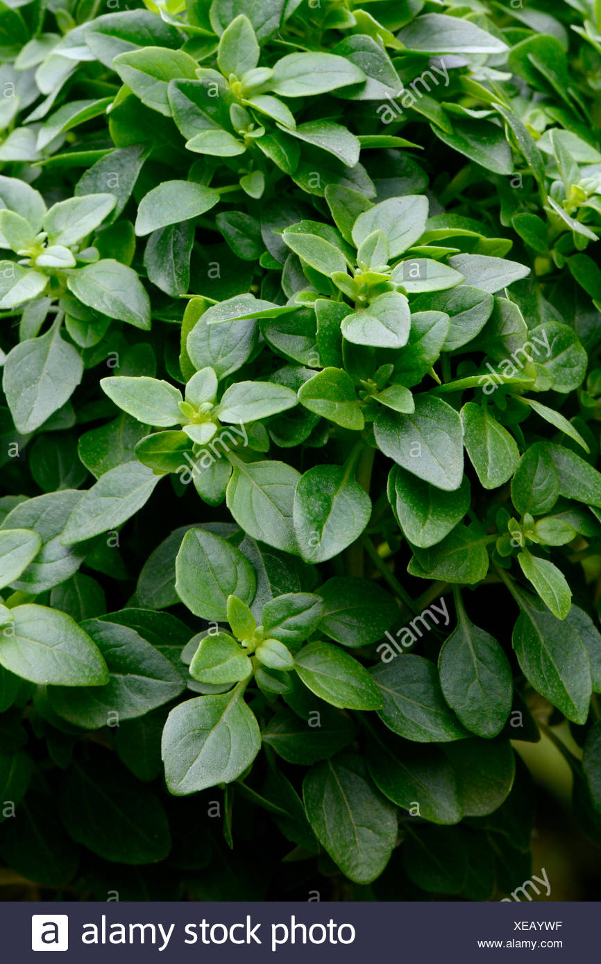 Basilikum Basilikum High Resolution Stock Photography and Images - Alamy