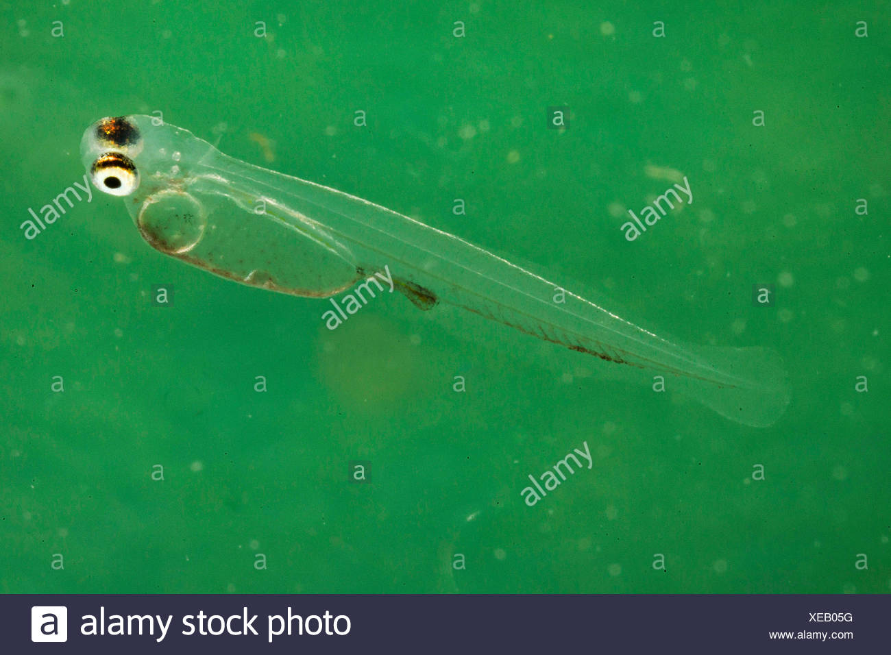 Unmittelbar Stock Photos & Unmittelbar Stock Images - Alamy