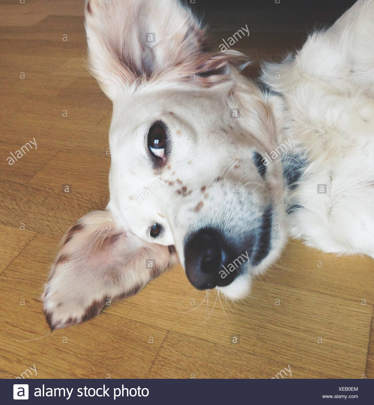 English Setter Dog High Resolution Stock Photography and Images - Alamy