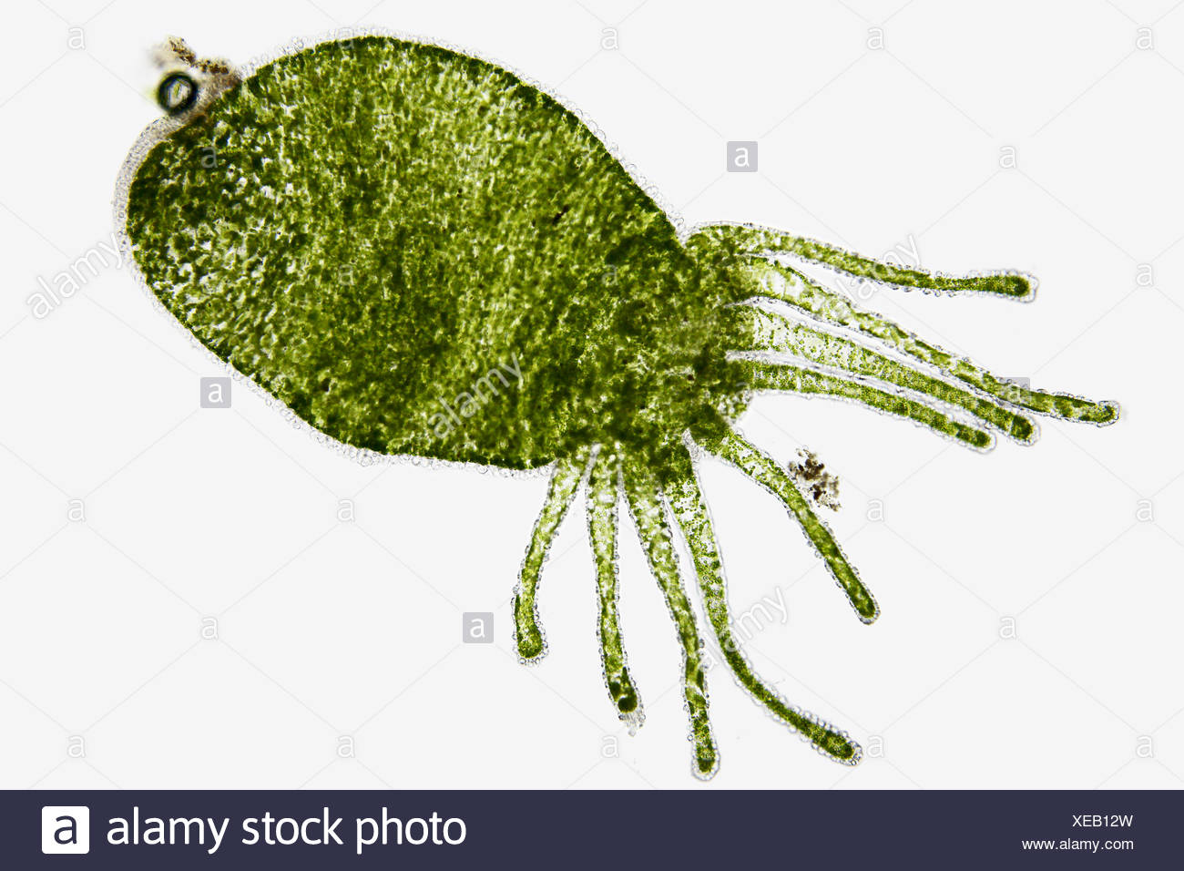 Hydra Hydra Viridis High Resolution Stock Photography and Images - Alamy