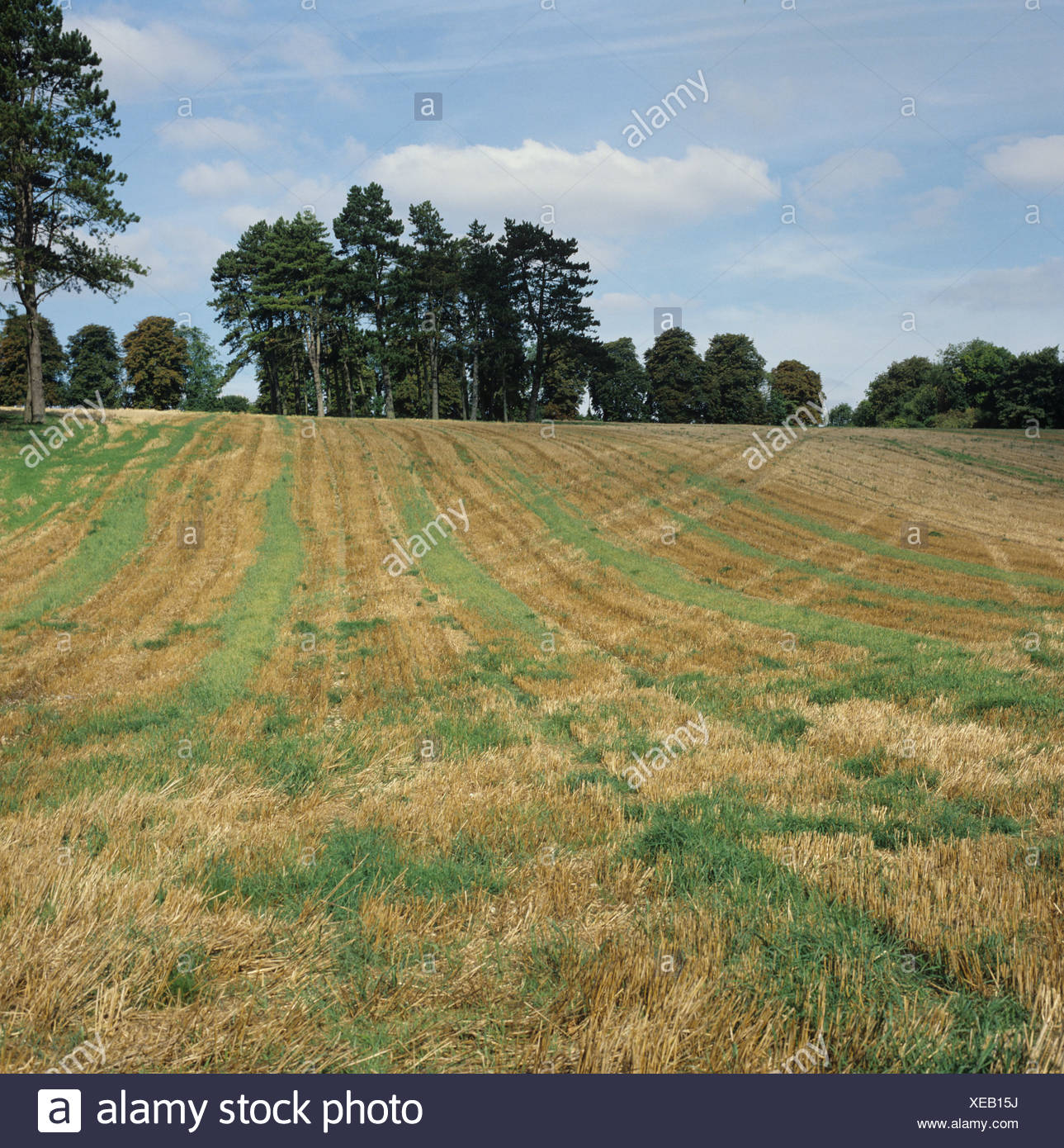 Cereal Stubble High Resolution Stock Photography and Images - Alamy