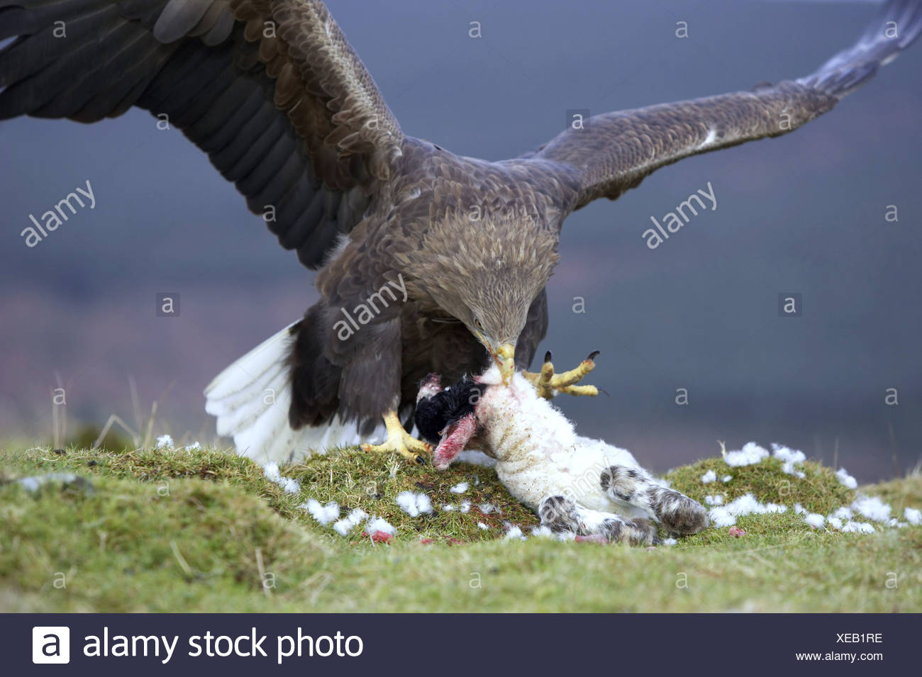 Sea Eagles Mull Stock Photos & Sea Eagles Mull Stock Images - Alamy