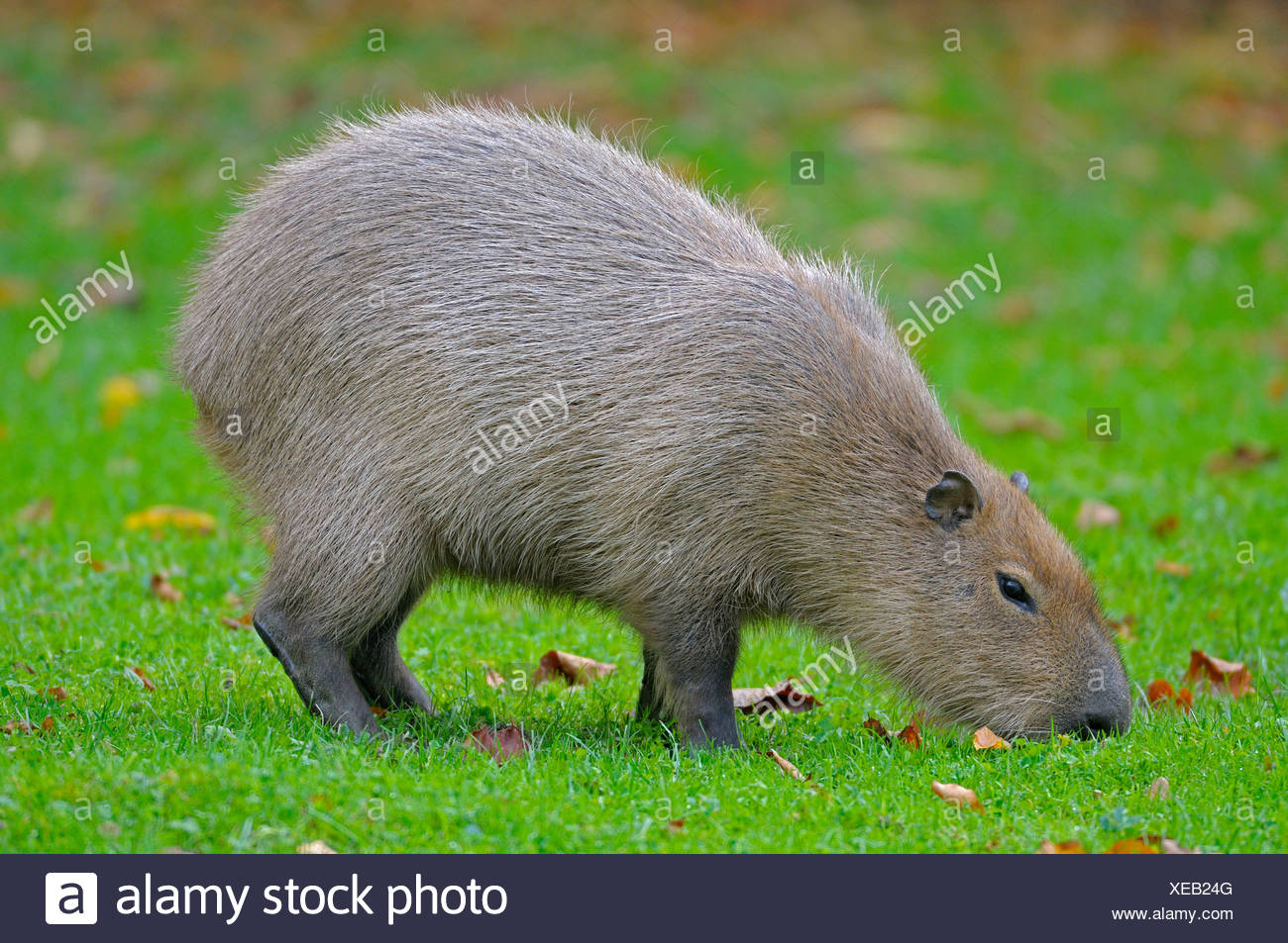 Capybara Grazing High Resolution Stock Photography and Images - Alamy