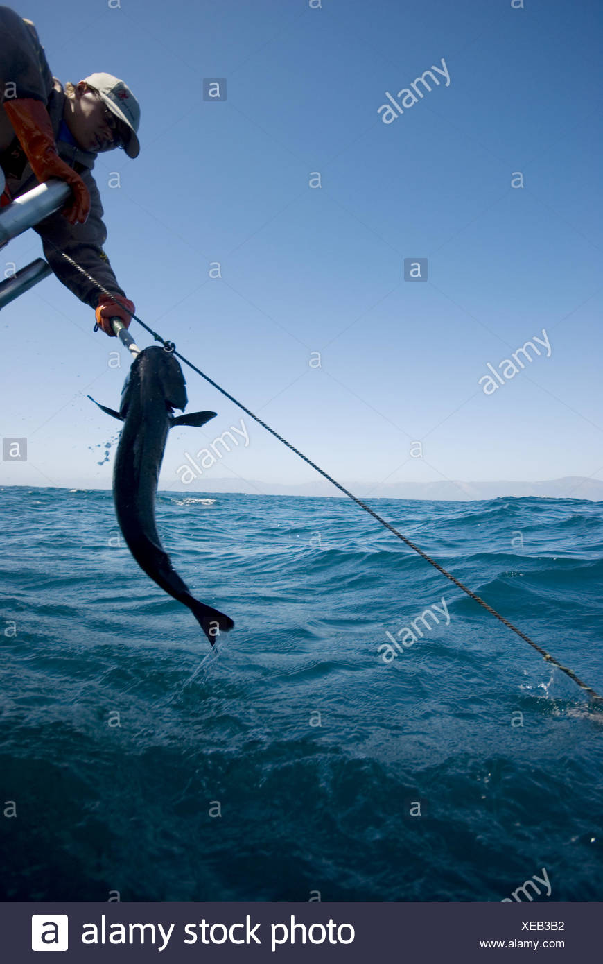 Offshore Fish High Resolution Stock Photography and Images - Alamy