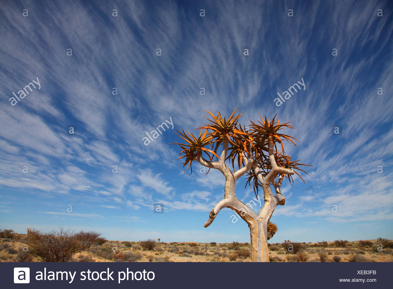 South African Native Tree High Resolution Stock Photography and Images ...