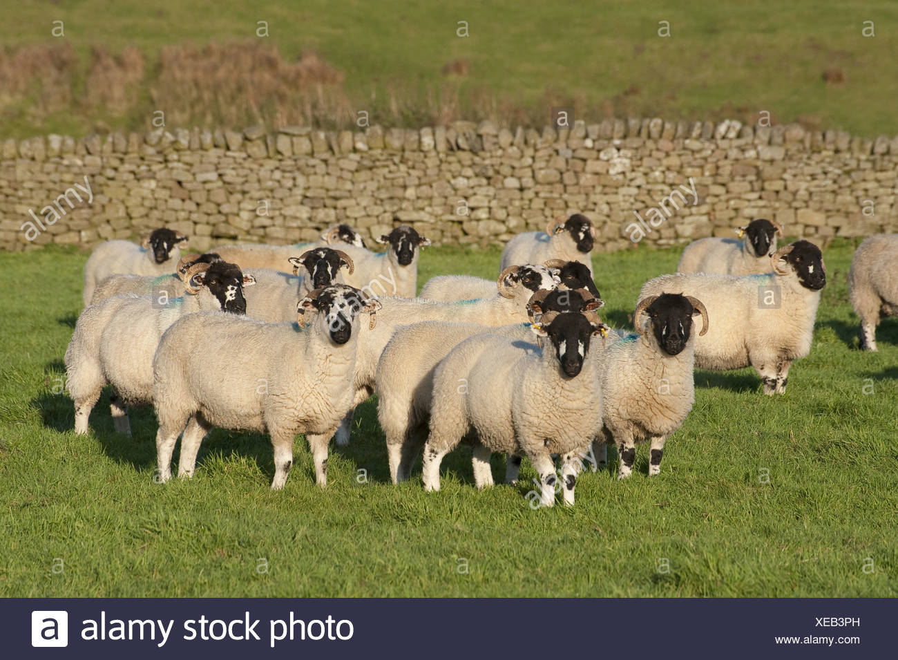 Lonk Sheep Stock Photos & Lonk Sheep Stock Images - Alamy