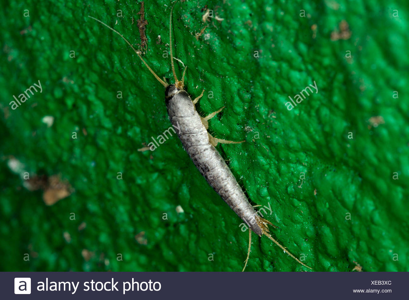 Silverfish Close Up High Resolution Stock Photography and Images - Alamy