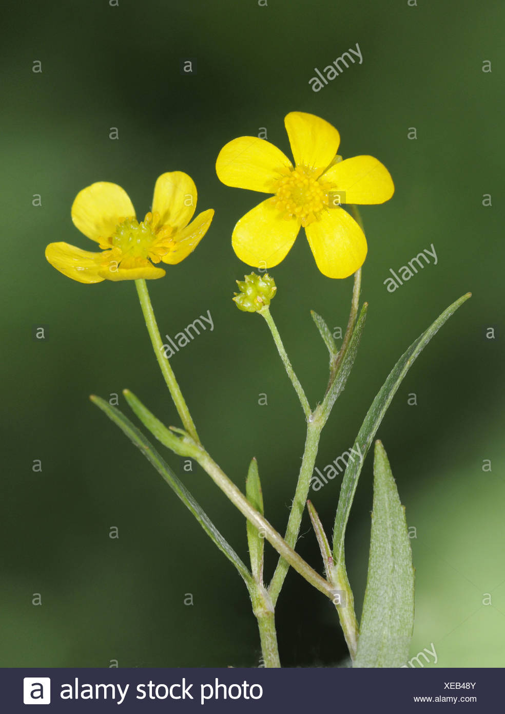 Ranunculus Flammula High Resolution Stock Photography and Images - Alamy