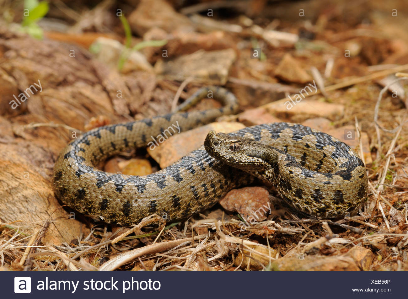 Baby Viper Snake Stock Photos & Baby Viper Snake Stock Images - Alamy