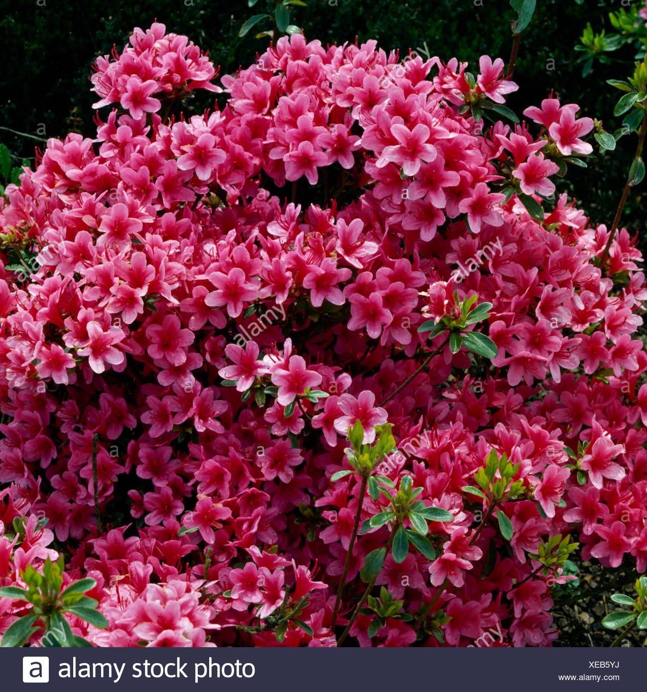 Kurume Azalea High Resolution Stock Photography and Images - Alamy