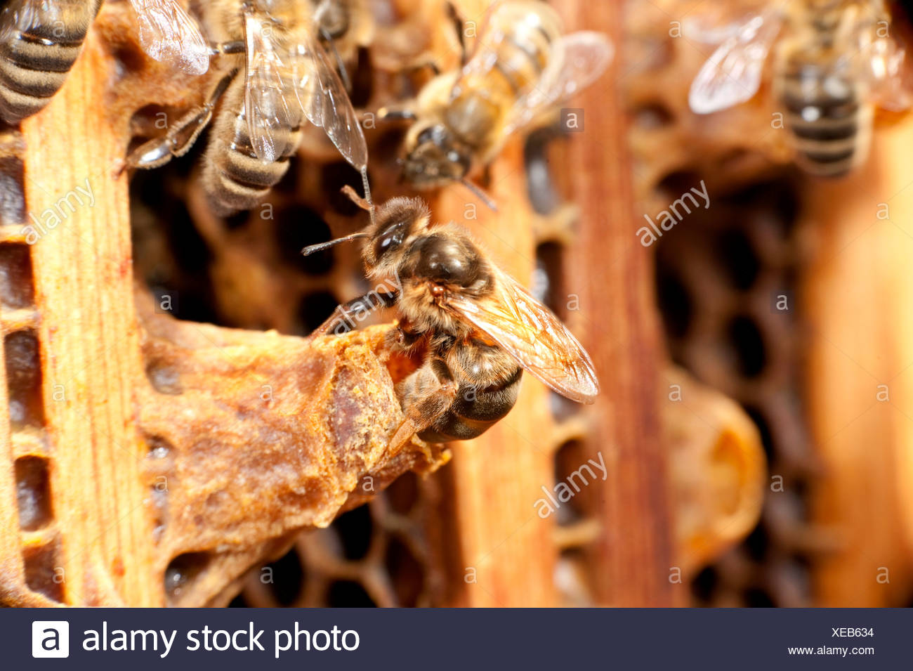 The Queen Bee High Resolution Stock Photography and Images - Alamy