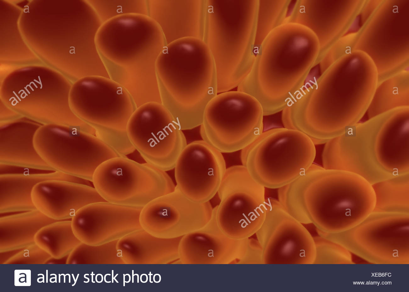 Microvilli High Resolution Stock Photography and Images - Alamy