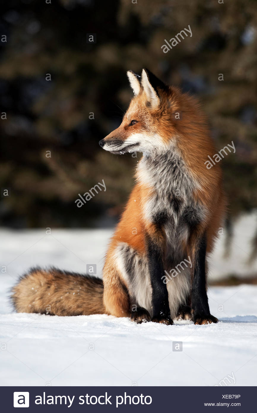 Animal Profiles High Resolution Stock Photography and Images - Alamy