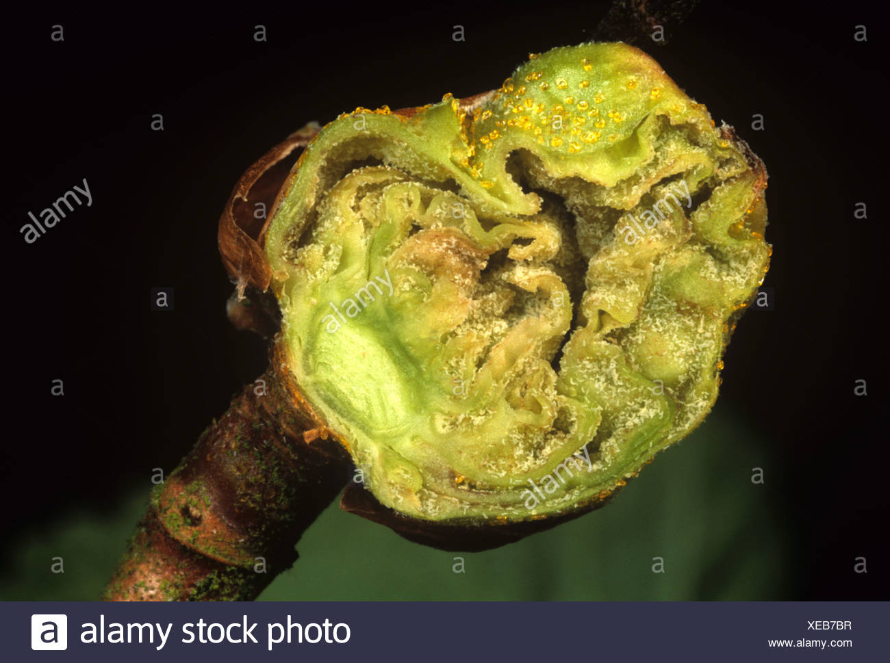 Big Bud Mite High Resolution Stock Photography and Images - Alamy
