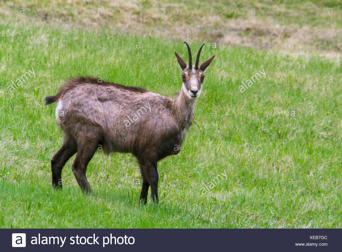 Gemse Gamswild Rupicapra Rupicapra Steht Stock Photos & Gemse Gamswild ...