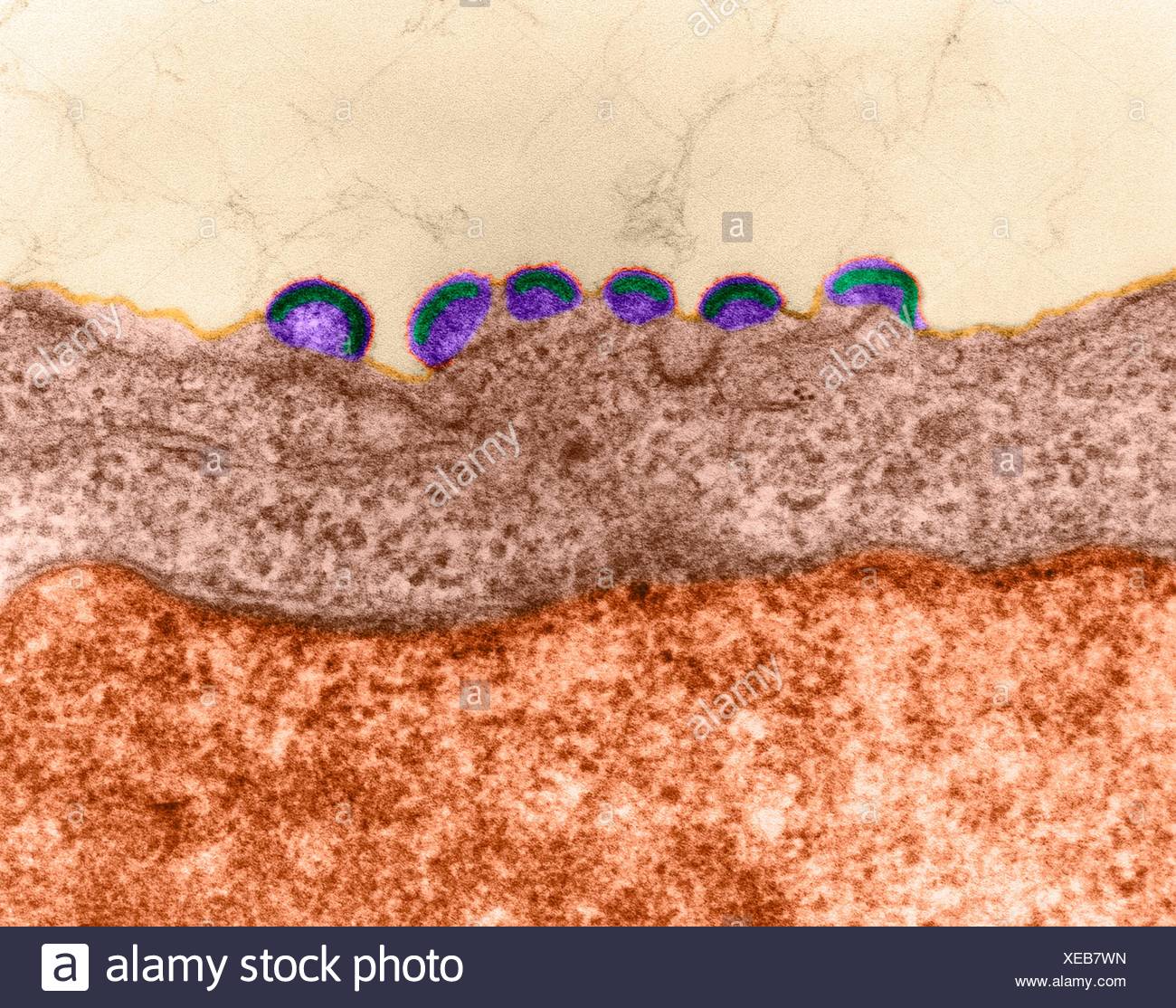 Virion Membrane High Resolution Stock Photography and Images - Alamy