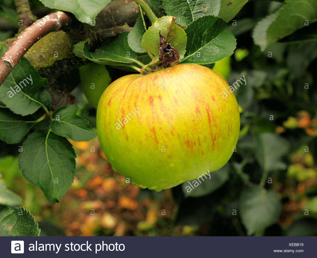 Growing Bramley Apples High Resolution Stock Photography and Images - Alamy