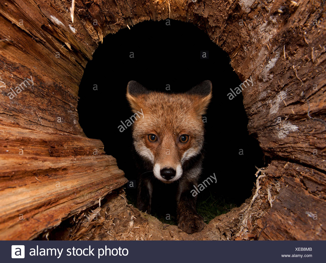 Red Fox Images High Resolution Stock Photography and Images - Alamy
