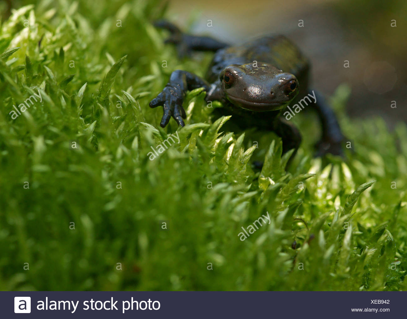 Alpine Salamanders High Resolution Stock Photography and Images - Alamy