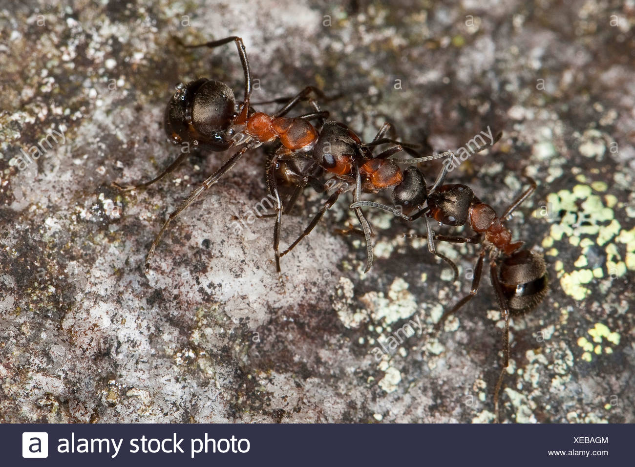 Ant Caste High Resolution Stock Photography and Images - Alamy