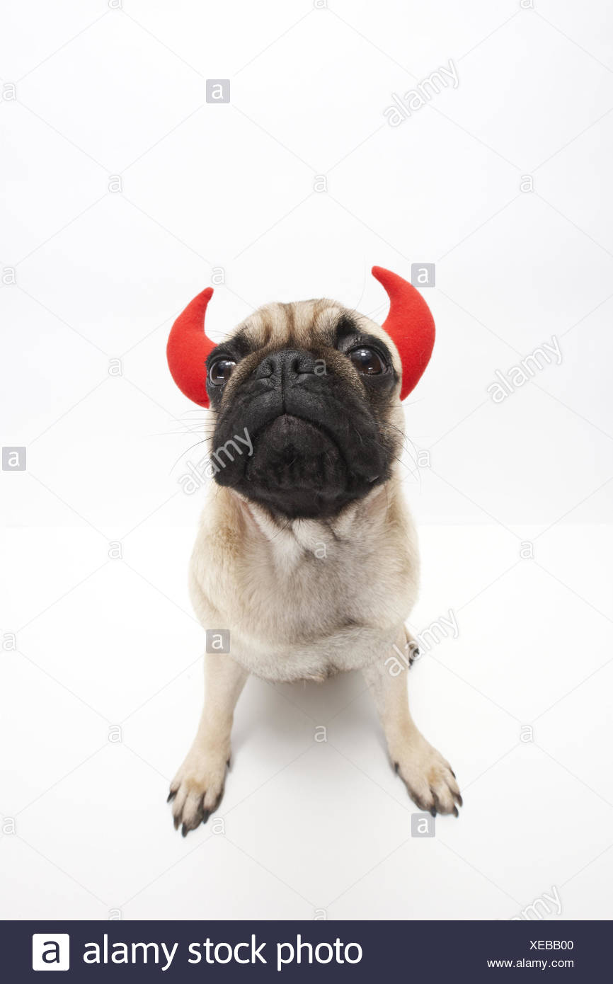 Devil Black Dog High Resolution Stock Photography and Images - Alamy