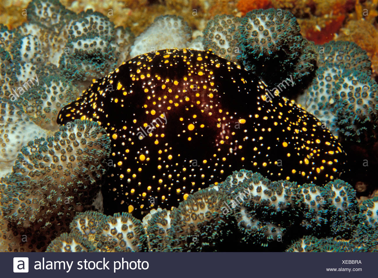 Indian Ocean Shells High Resolution Stock Photography and Images - Alamy