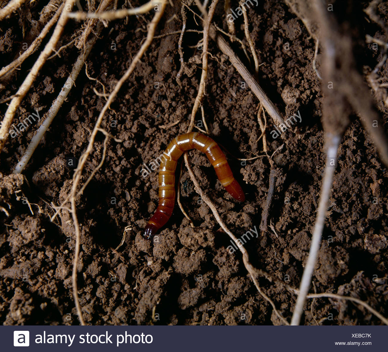Click Beetle Larvae Stock Photos & Click Beetle Larvae Stock Images - Alamy