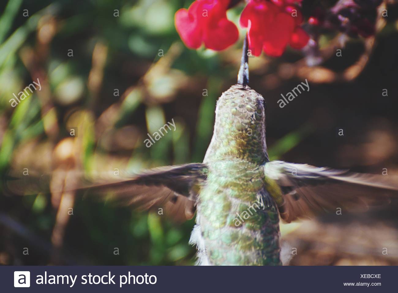 Hummingbird Nectar Stock Photos & Hummingbird Nectar Stock Images - Alamy