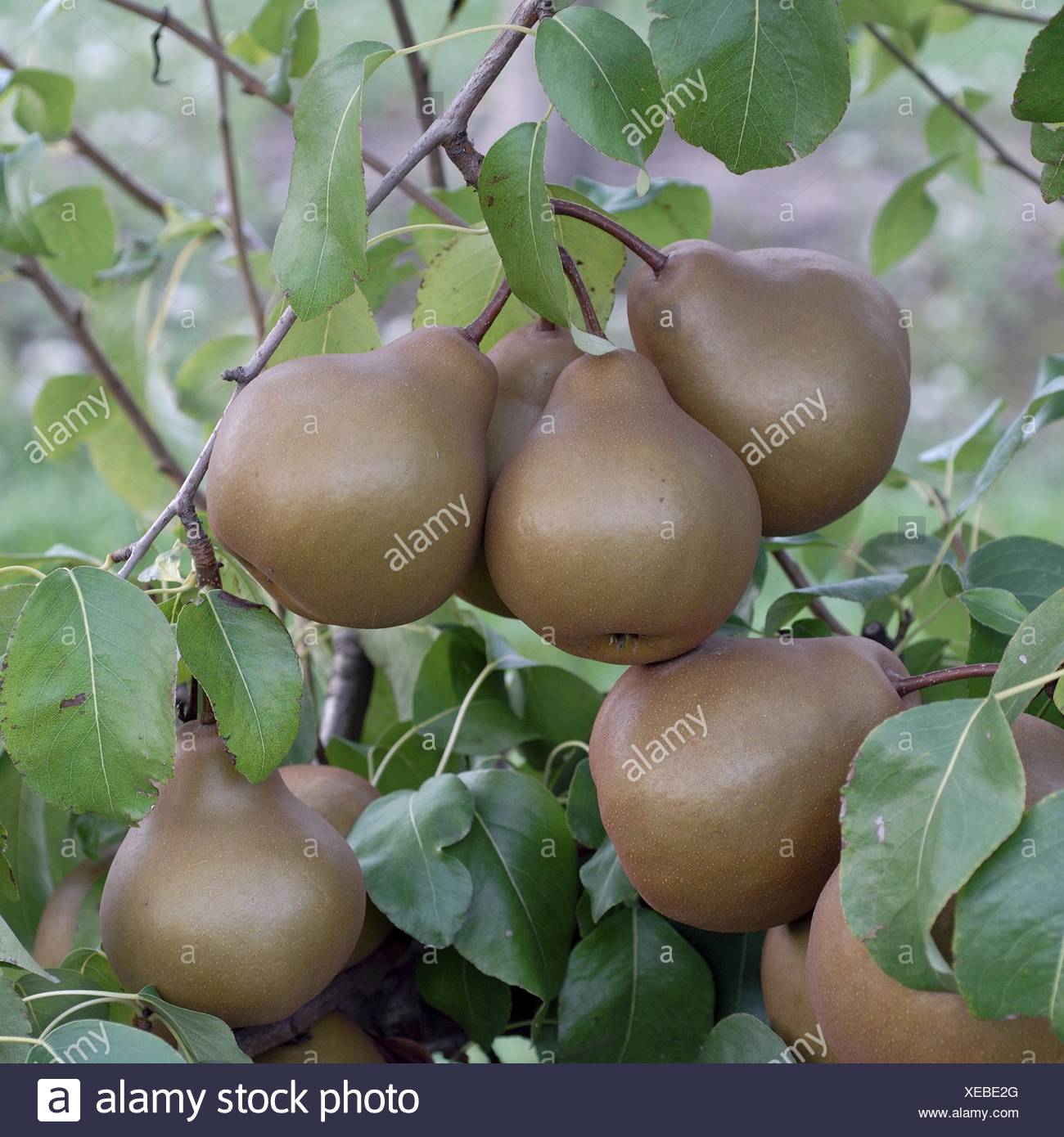Pyrus Communis Uta High Resolution Stock Photography and Images - Alamy