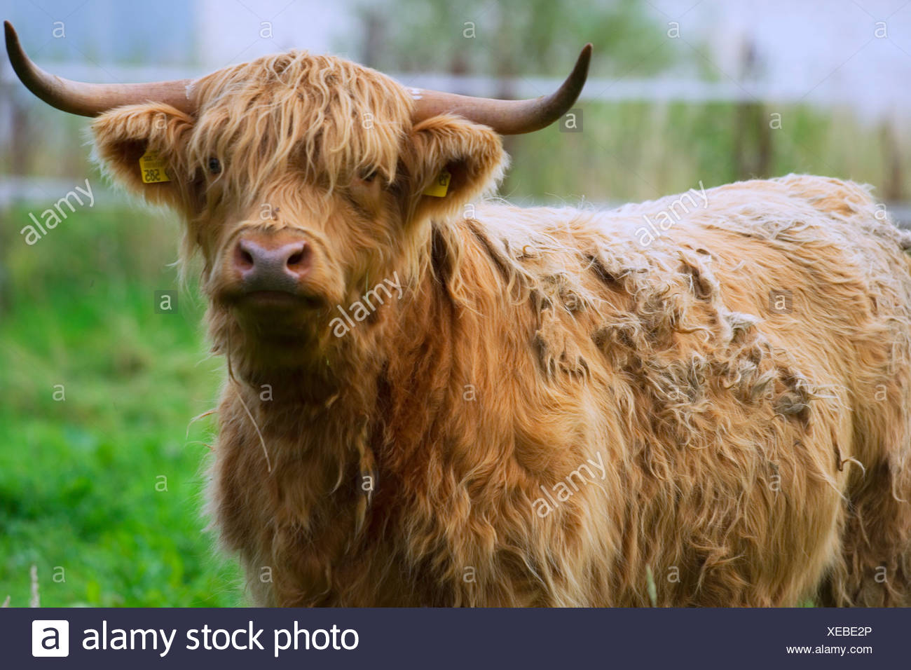 Ochse High Resolution Stock Photography and Images - Alamy