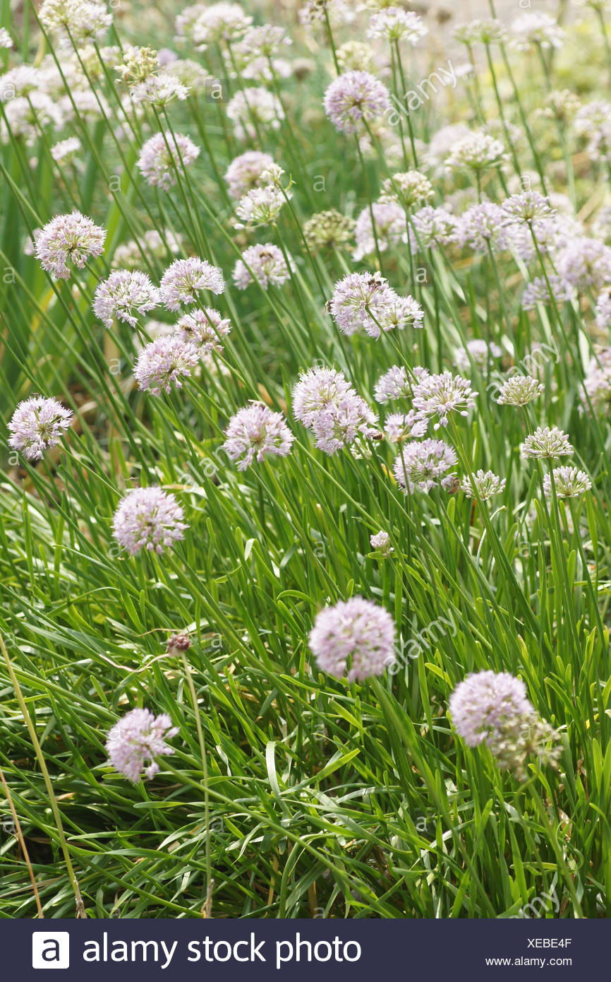 Allium Ascalonicum High Resolution Stock Photography and Images - Alamy