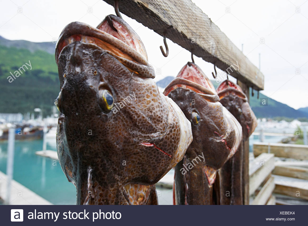 Ling Cod High Resolution Stock Photography and Images - Alamy
