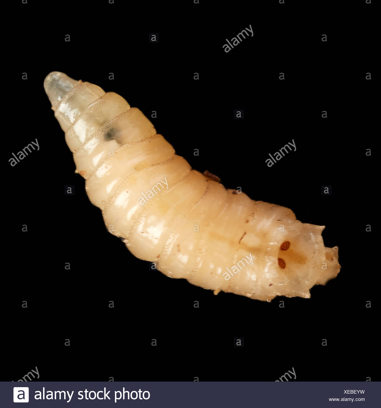 Fly Maggot Stock Photos & Fly Maggot Stock Images - Alamy